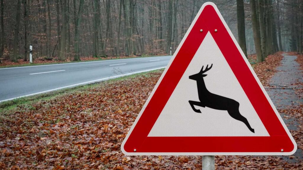 Avoid Hitting Deer: Driving Tips from our Team | Badger Mutual