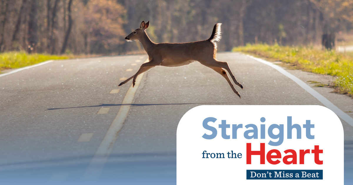 Avoid Hitting Deer: Driving Tips from our Team | Badger Mutual